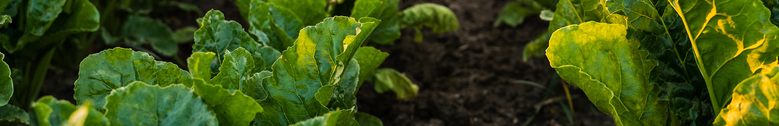 Sugar Beets – Azotic