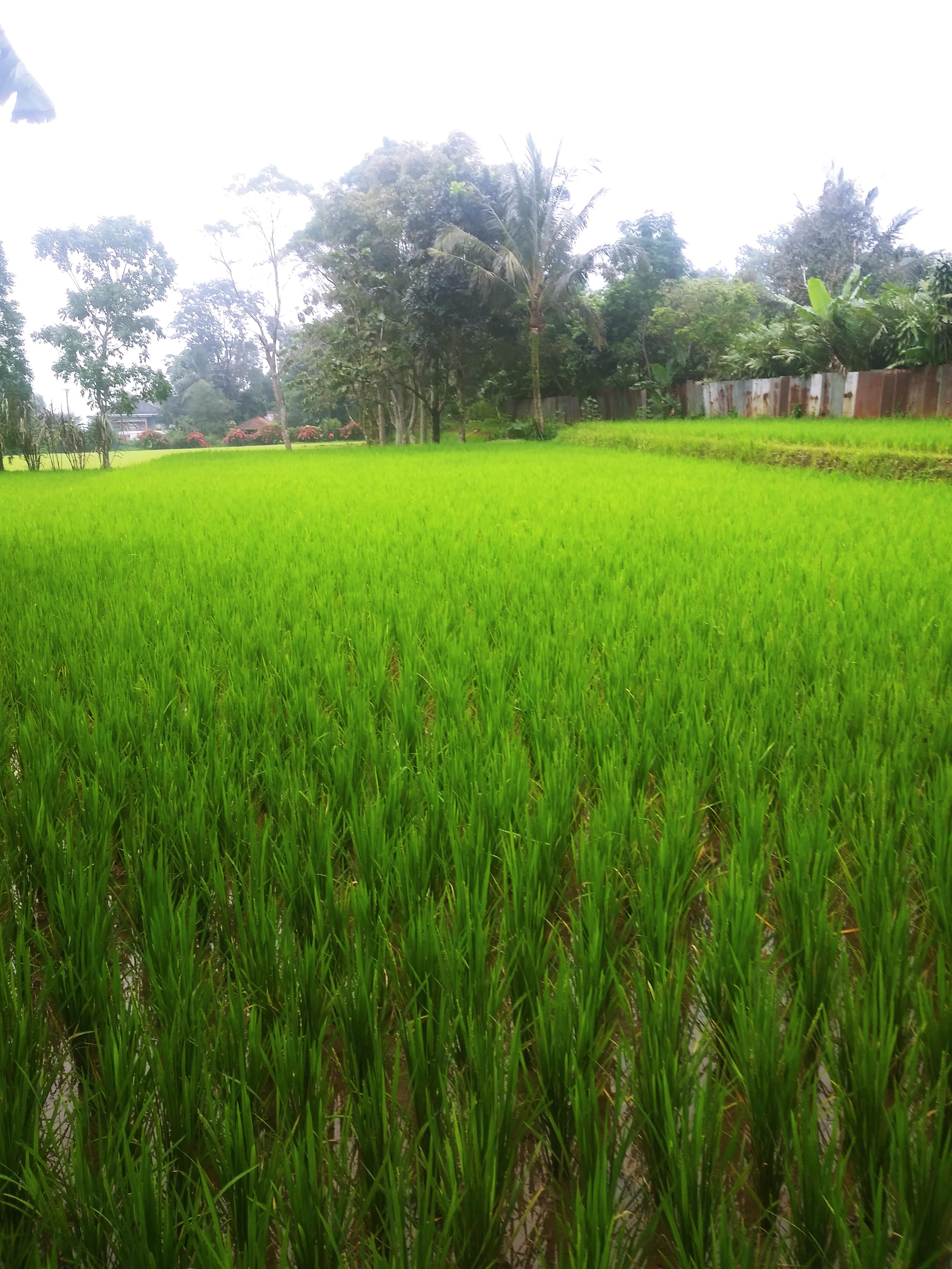 Rice – Azotic